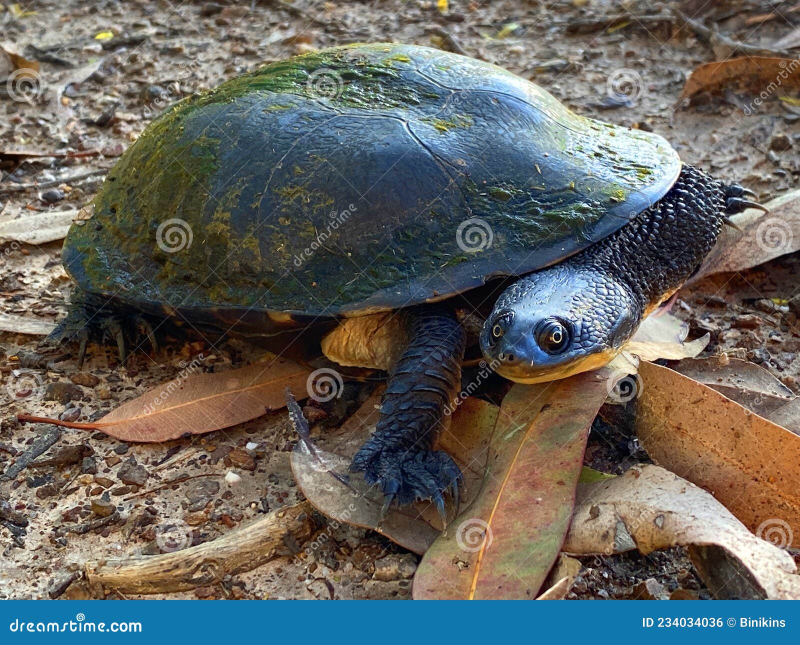 Eastern Snake-necked Turtle Stock Photo - Image of freshwater ...