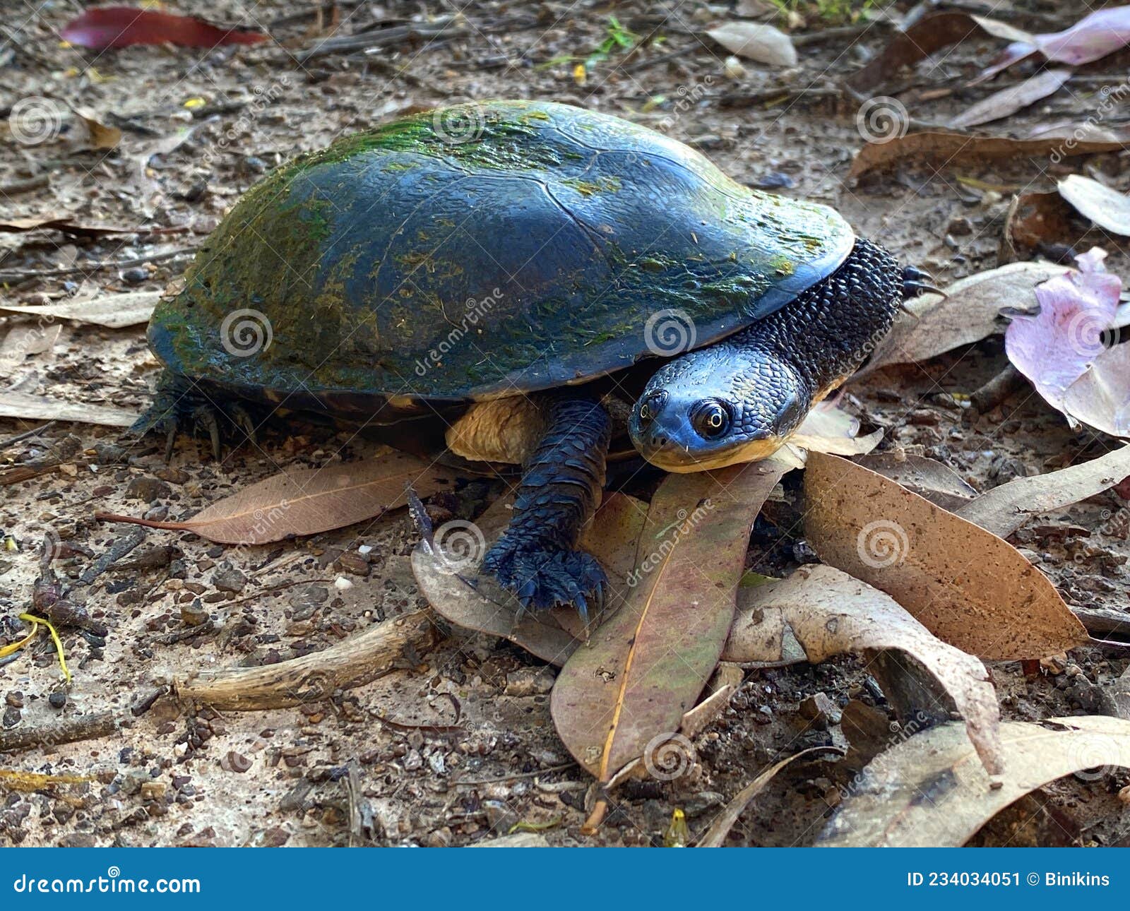 Eastern Rat Snake Formerly Known As Yellow Rat Snake - Pantherophis ...