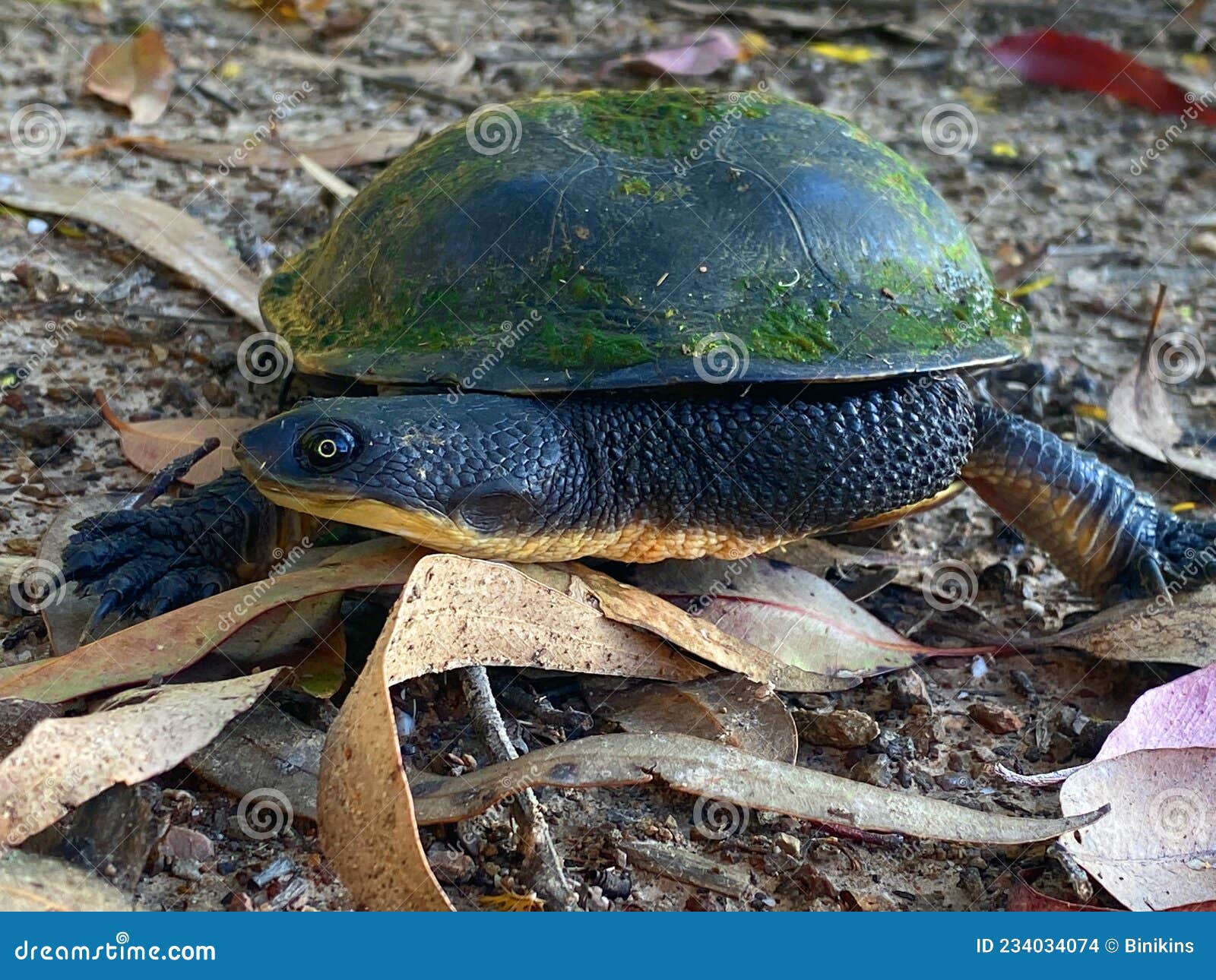 Eastern Rat Snake Formerly Known As Yellow Rat Snake - Pantherophis ...