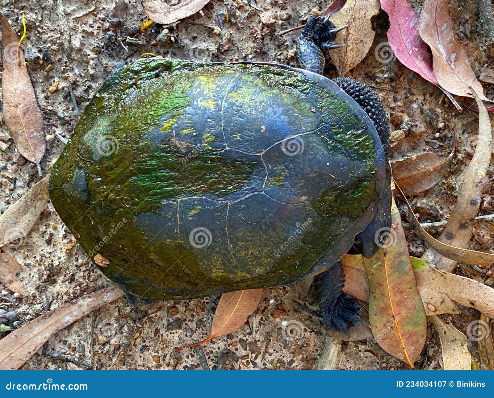 Eastern Snake-necked Turtle Stock Image - Image of freshwater ...