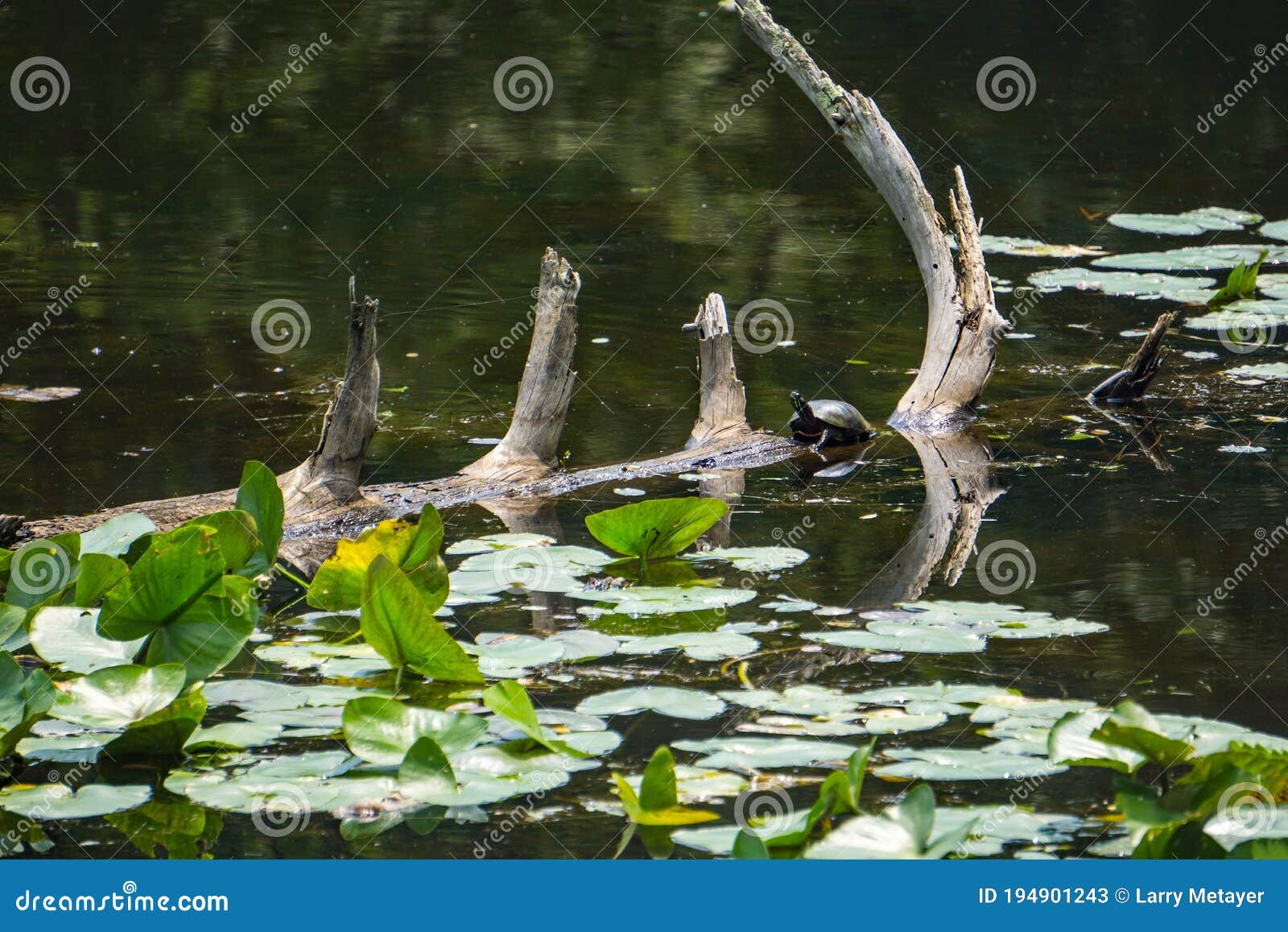 An Eastern Snapping Turtle on a Log at Pandapas Pond Stock Image ...