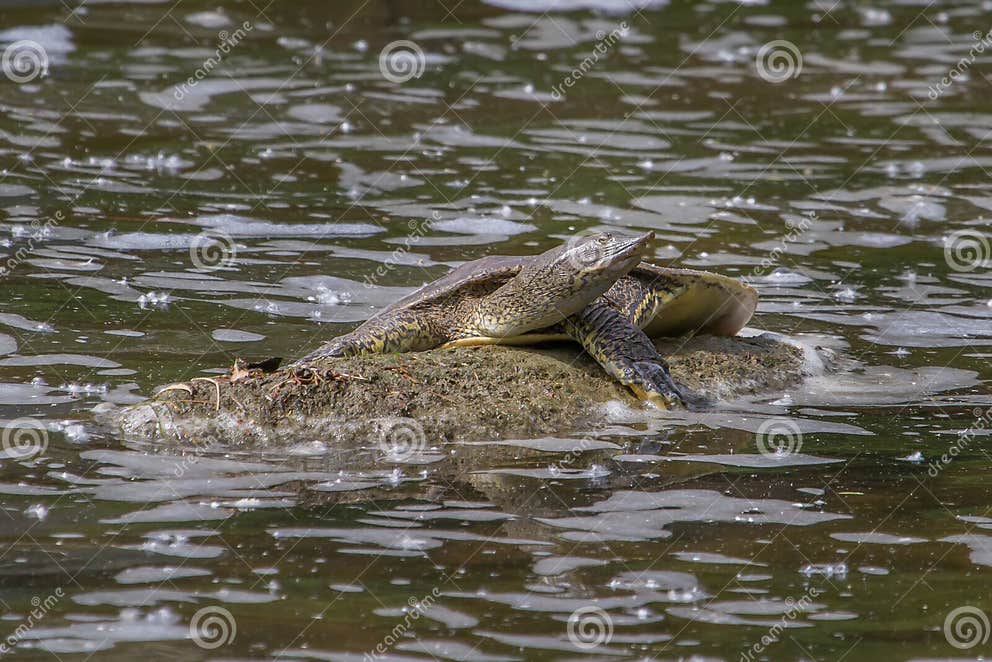 Eastern Spiny Softshell Turtle Stock Image - Image of threatened ...