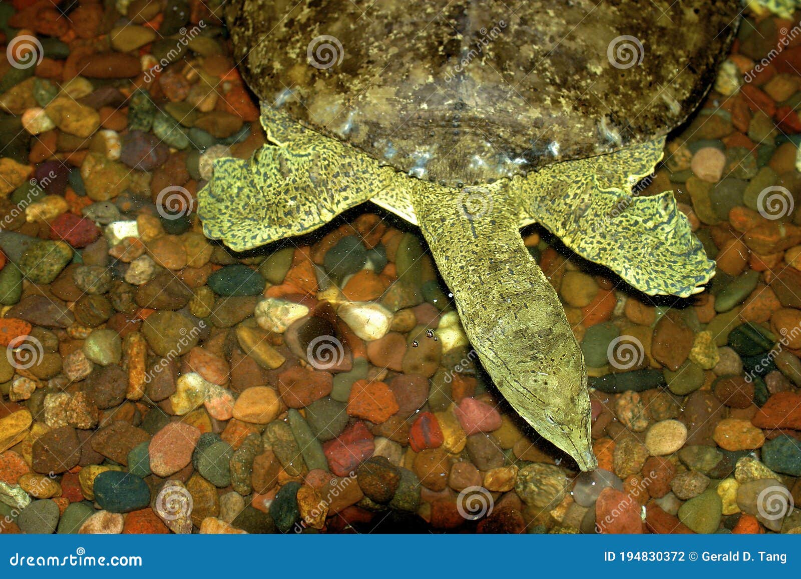 Eastern Spiny Softshell Turtle 602155 Stock Photo - Image of view ...