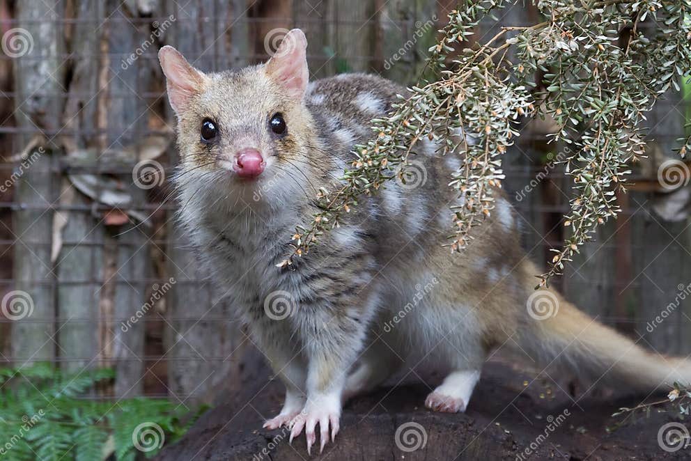 Eastern Spotted Quoll stock image. Image of spotted, teeth - 21795201