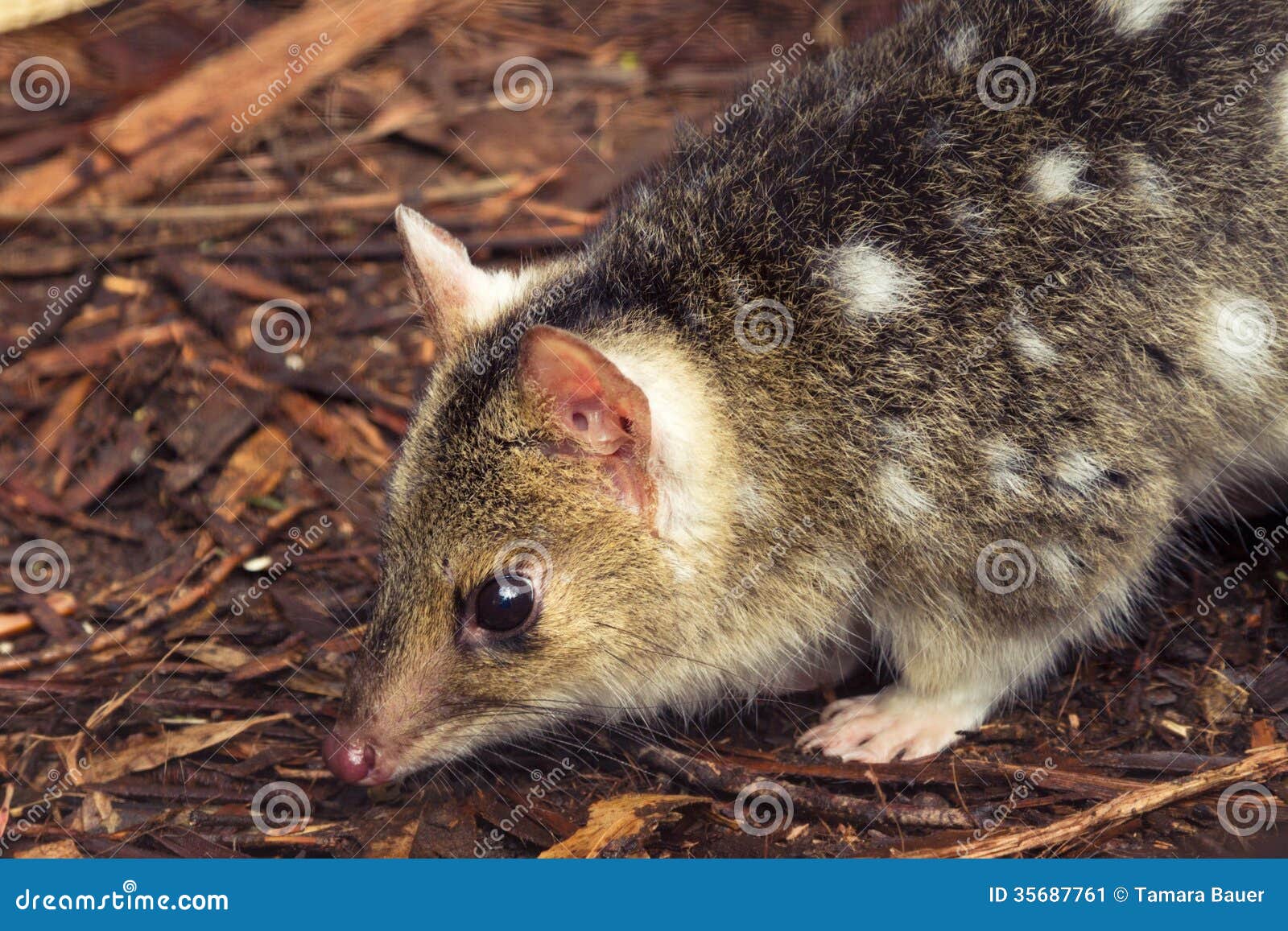 Eastern Spotted Quoll stock image. Image of teeth, tasmania - 35687761