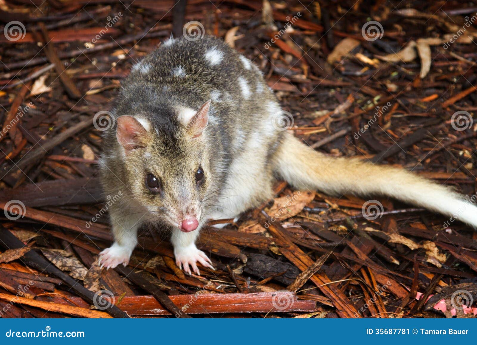 Eastern Spotted Quoll stock image. Image of furry, mammal - 35687781