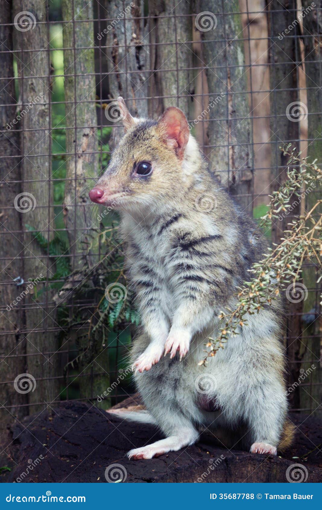 Eastern Spotted Quoll stock photo. Image of wild, scavenger - 35687788