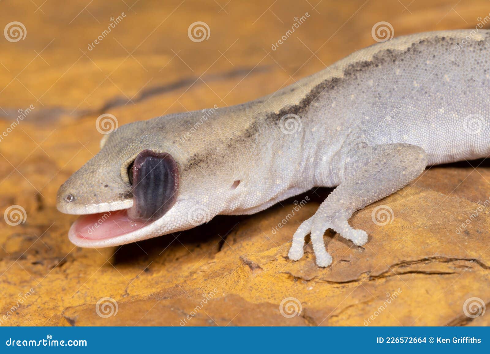 Eastern Stone Gecko stock photo. Image of licking, wildlife - 226572664