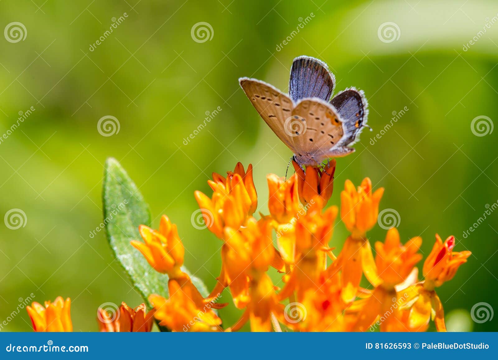 Eastern Tailed Blue Butterfly on Butterfly Weed 1 Stock Image - Image ...