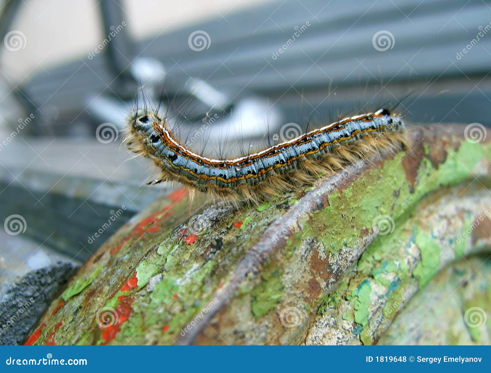 Eastern tent caterpillar stock photo. Image of moth, american - 1819648