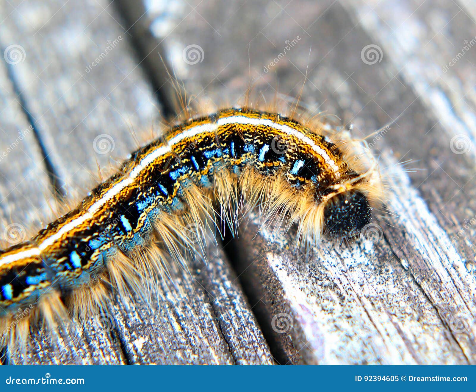 Eastern Tent Caterpillar stock image. Image of tent, caterpillar - 92394605