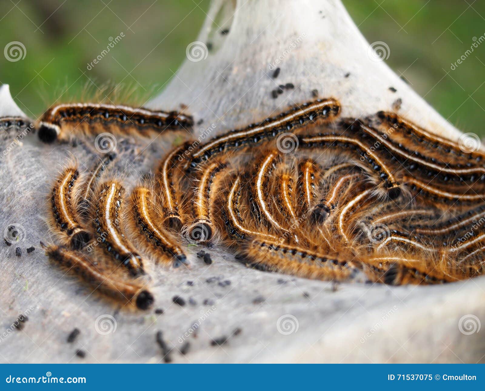 Eastern Tent Caterpillars stock image. Image of eastern - 71537075