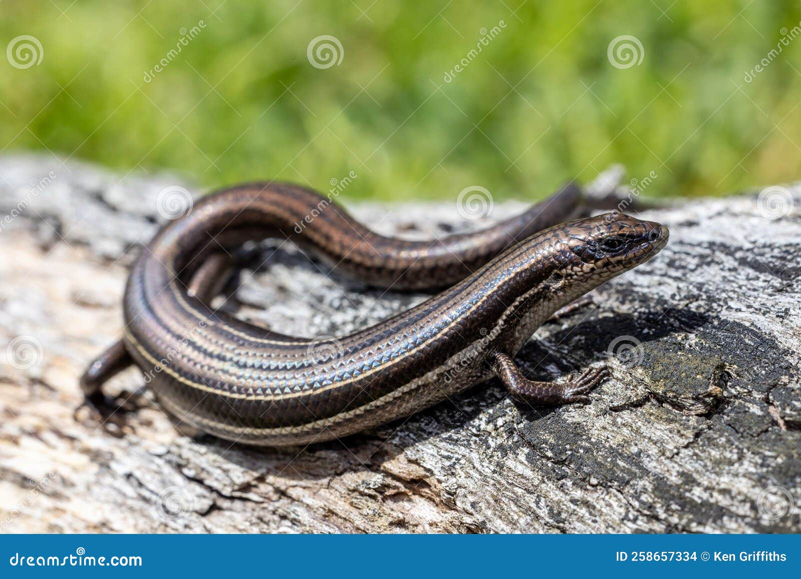 Eastern Three-lined Skink stock photo. Image of wildlife - 258657334