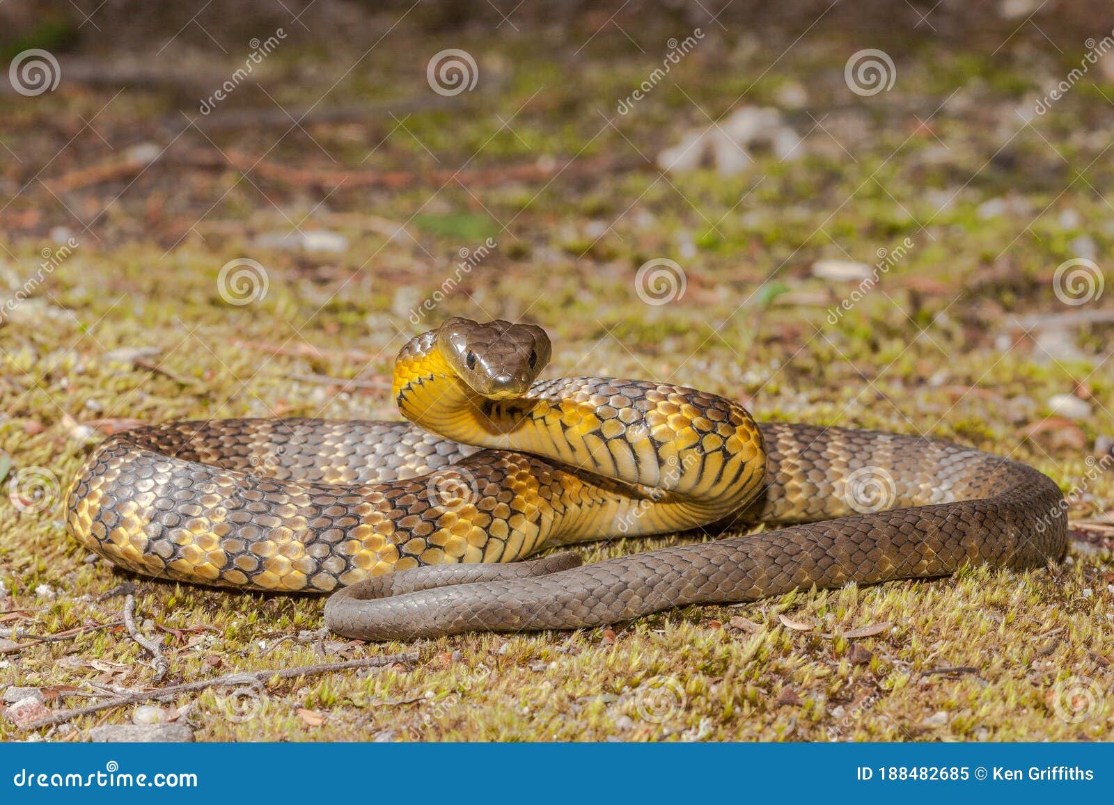 Eastern Tiger Snake stock image. Image of defence, scutatus - 188482685