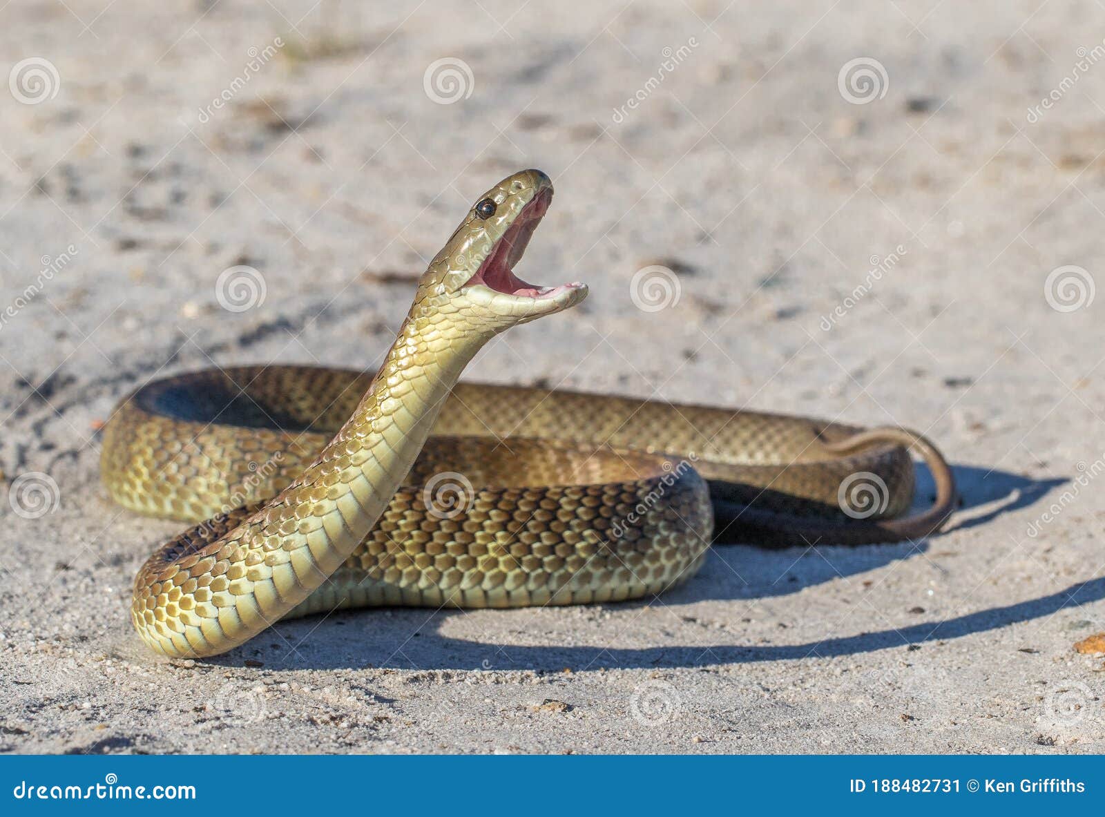 Eastern Tiger Snake stock image. Image of common, tiger - 188482731