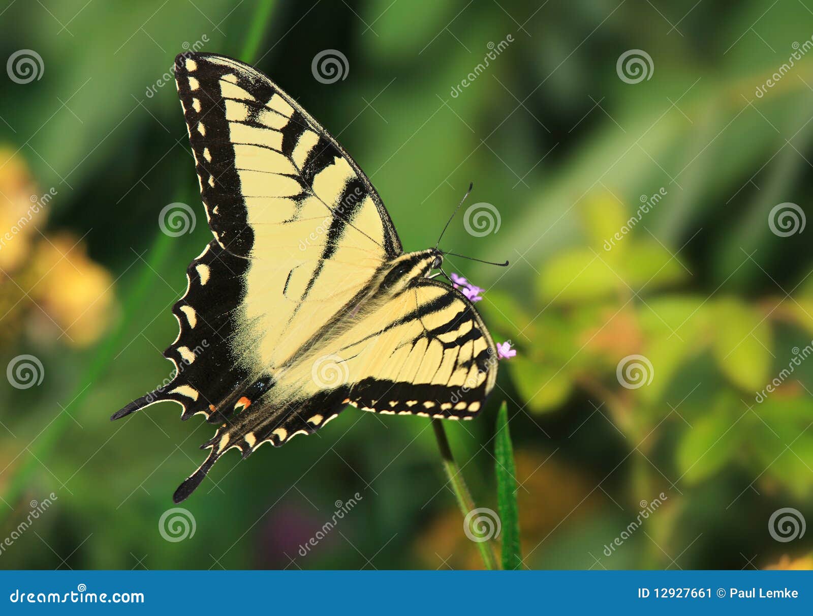 Eastern Tiger Swallowtail stock image. Image of eastern - 12927661