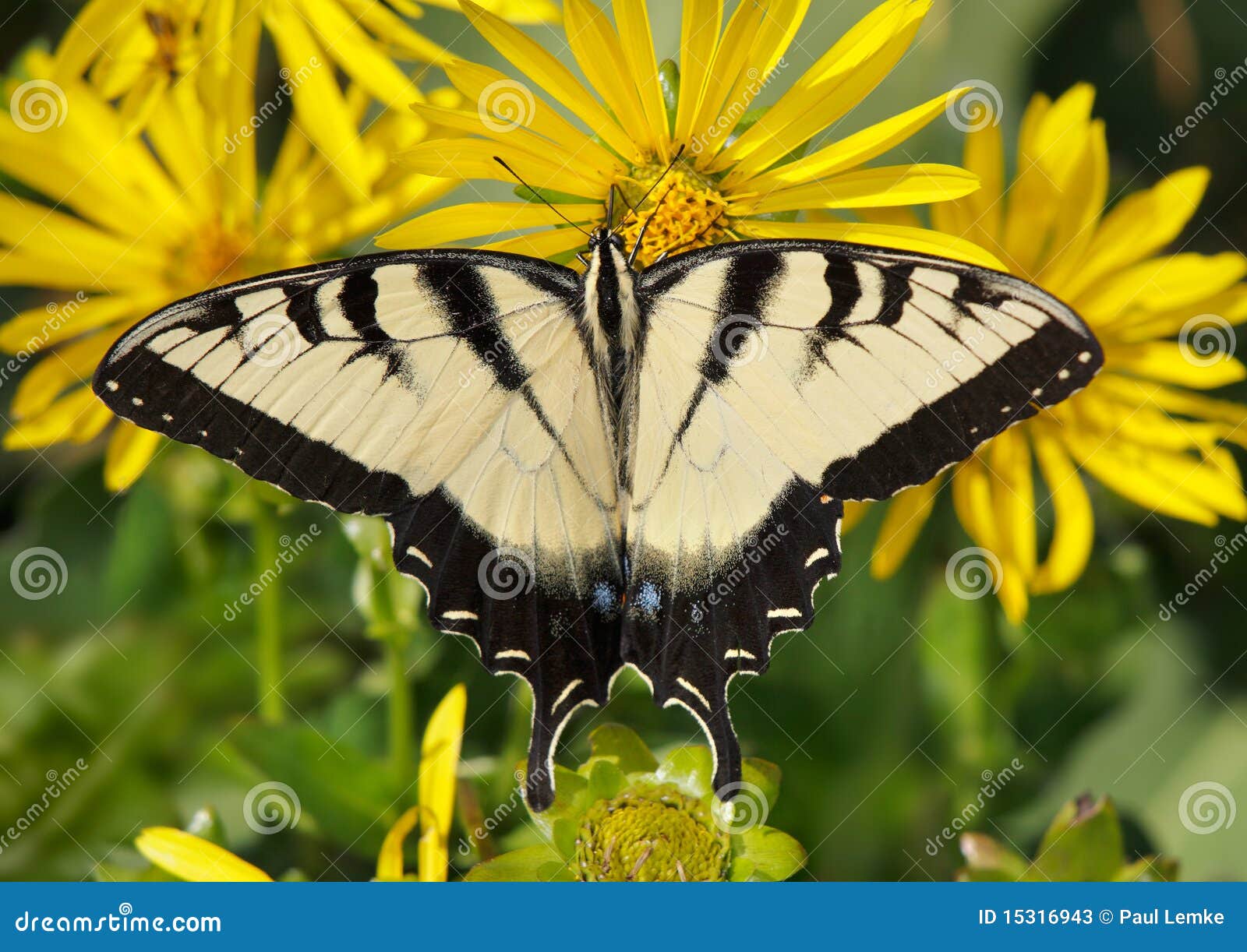 Eastern Tiger Swallowtail stock image. Image of eastern - 15316943