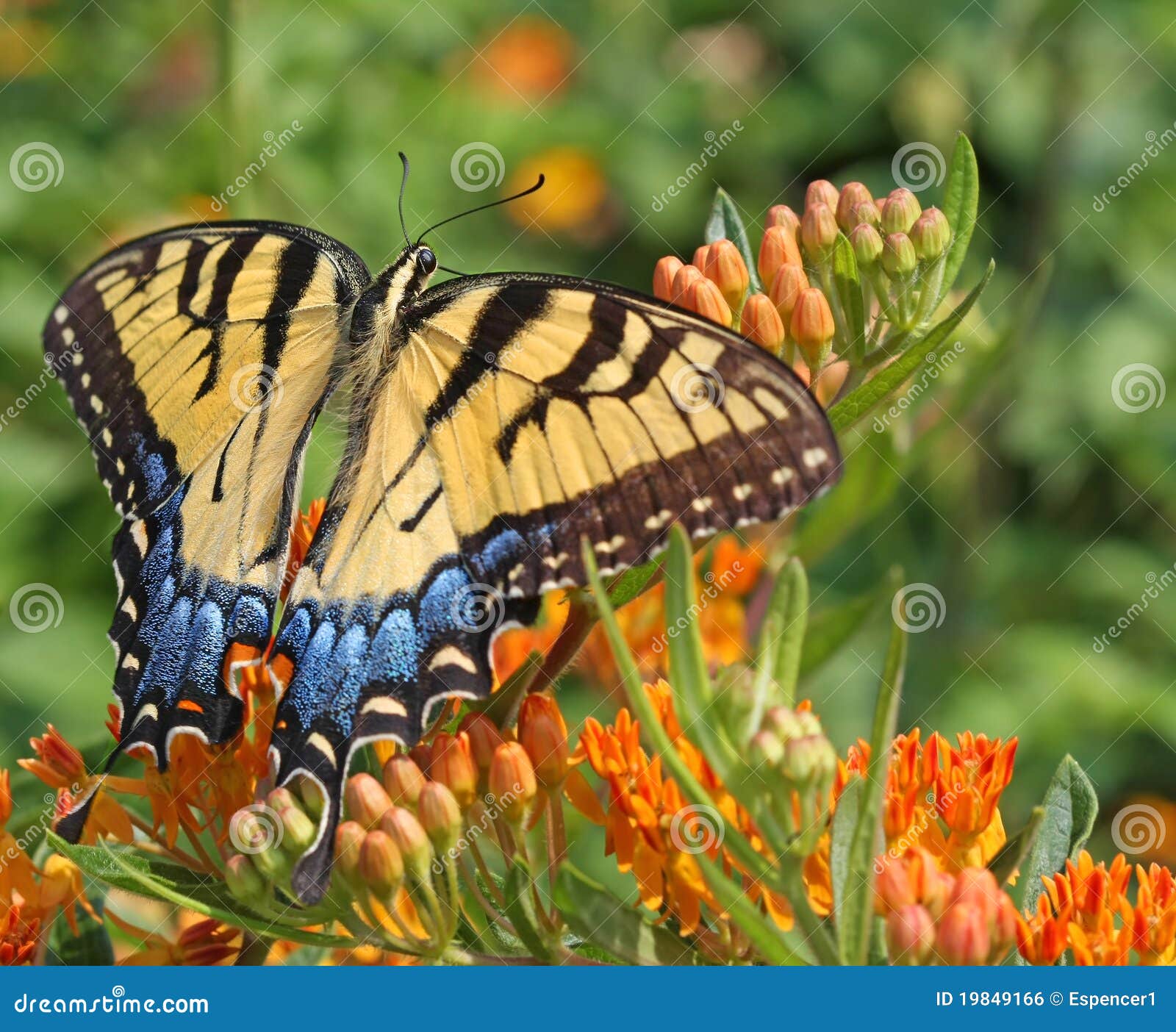 Eastern Tiger Swallowtail stock photo. Image of outdoors - 19849166