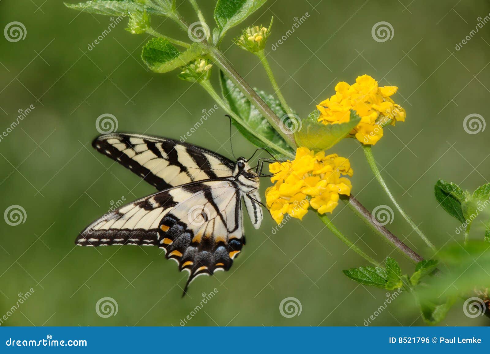 Eastern Tiger Swallowtail stock photo. Image of closeup - 8521796