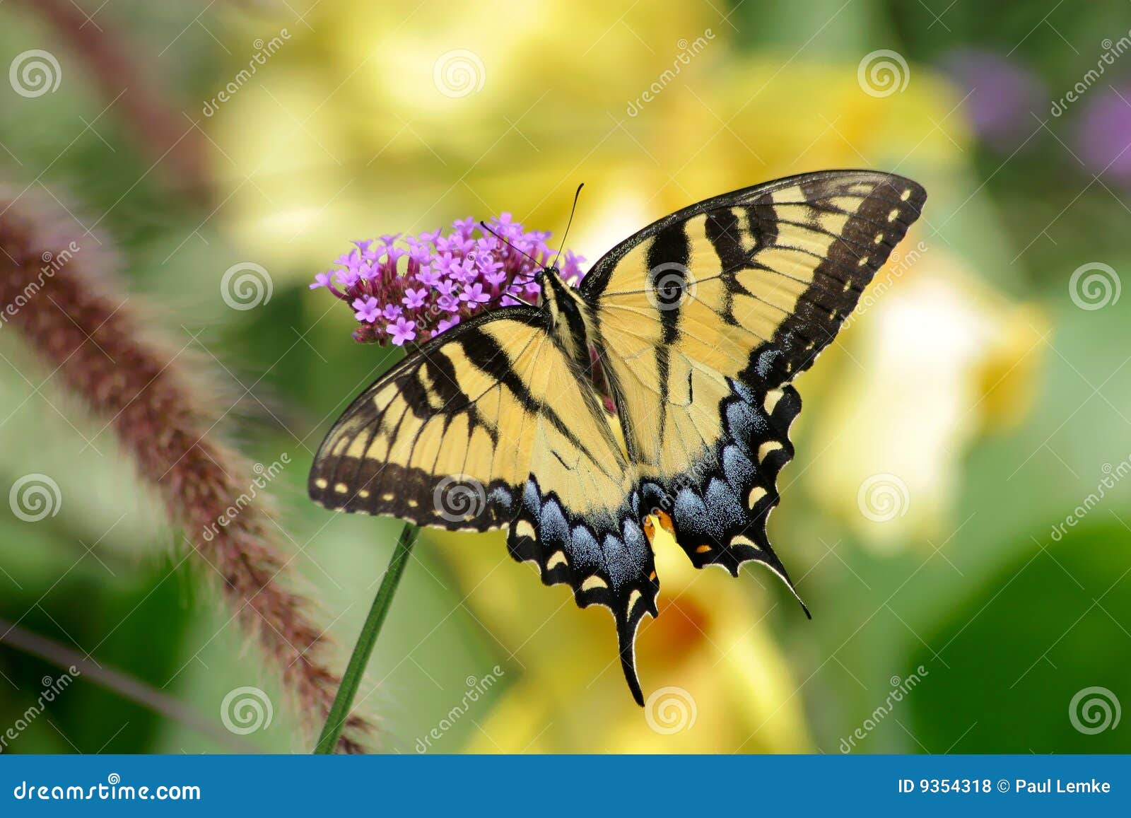 Eastern Tiger Swallowtail stock photo. Image of biological - 9354318