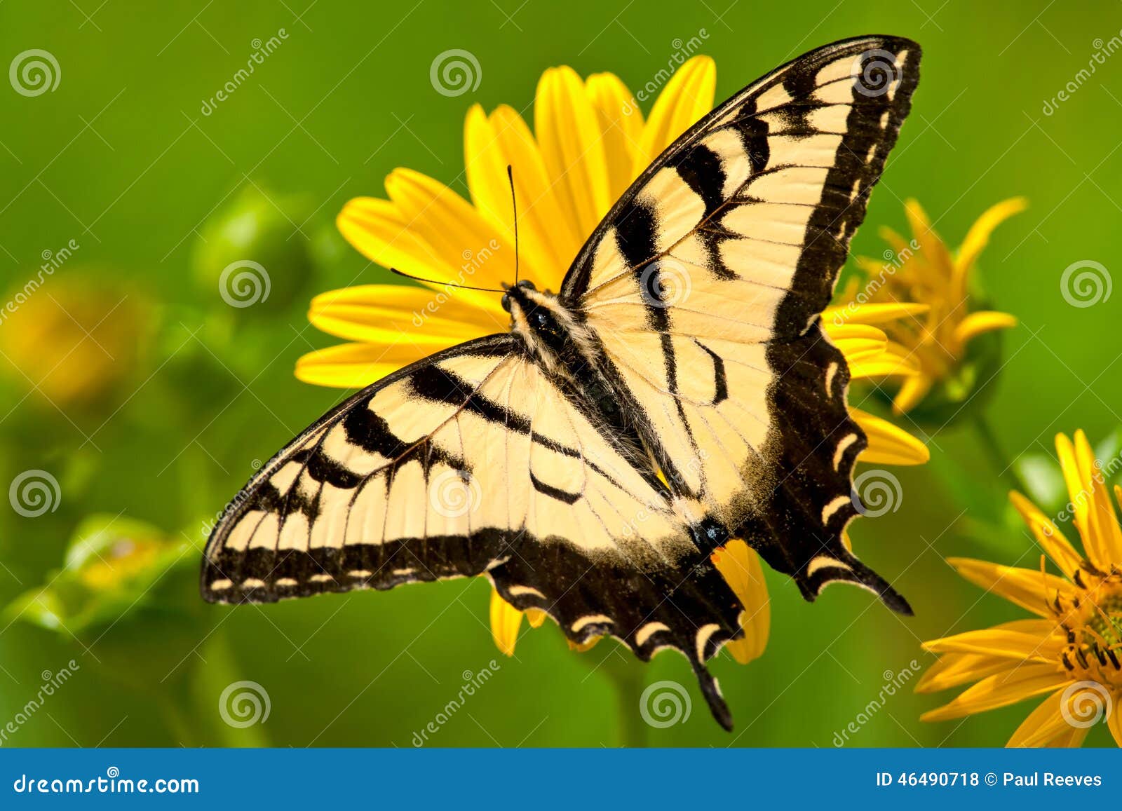 Eastern Tiger Swallowtail Butterfly - Papilio Glaucus Stock Photo ...