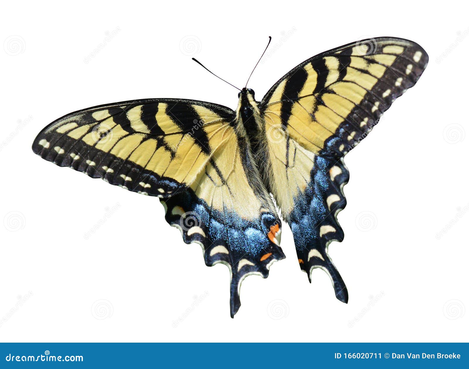 Tiger Swallowtail Butterflies Feed On Amethyst Blooms Royalty-Free ...
