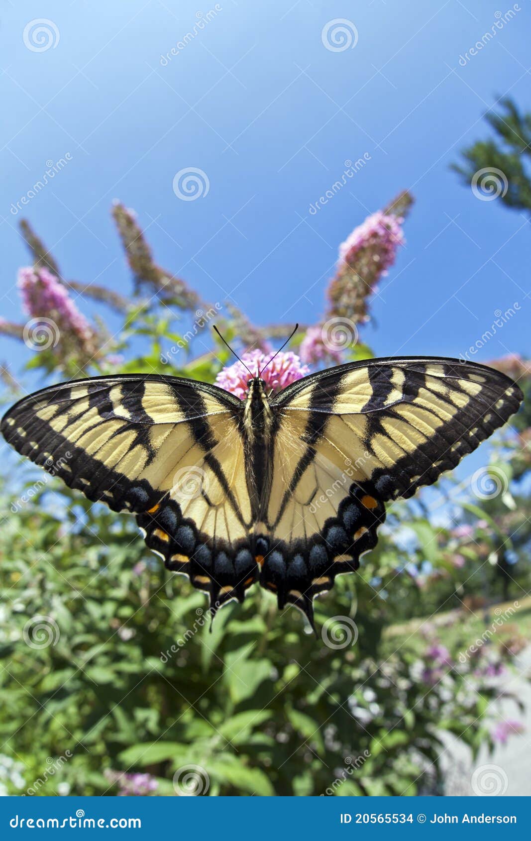 Eastern Tiger Swallowtail (Papilio Glaucus) Stock Photo - Image of york ...