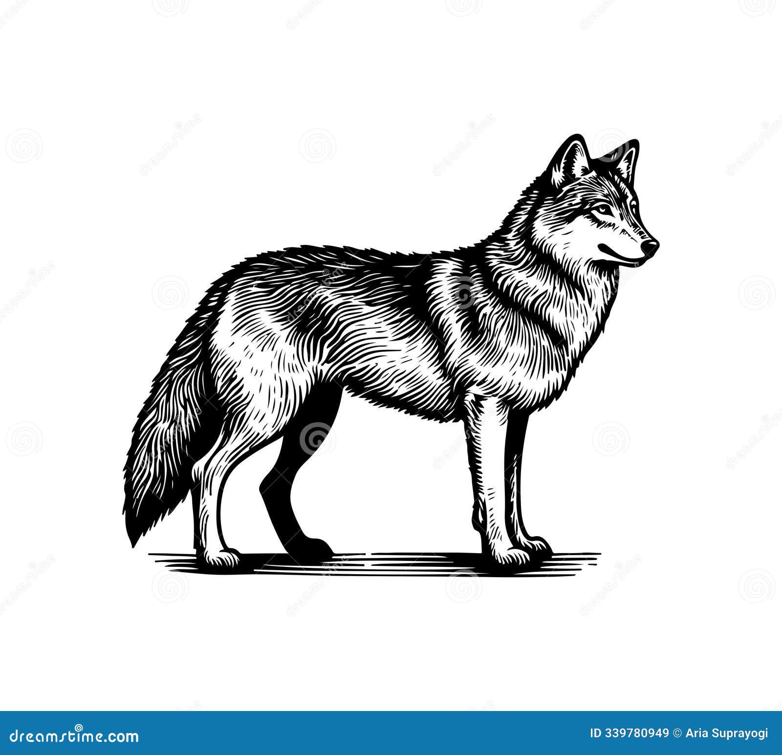 Eastern Timber Wolf Hand Drawn Vintage Vector Illustration Stock ...
