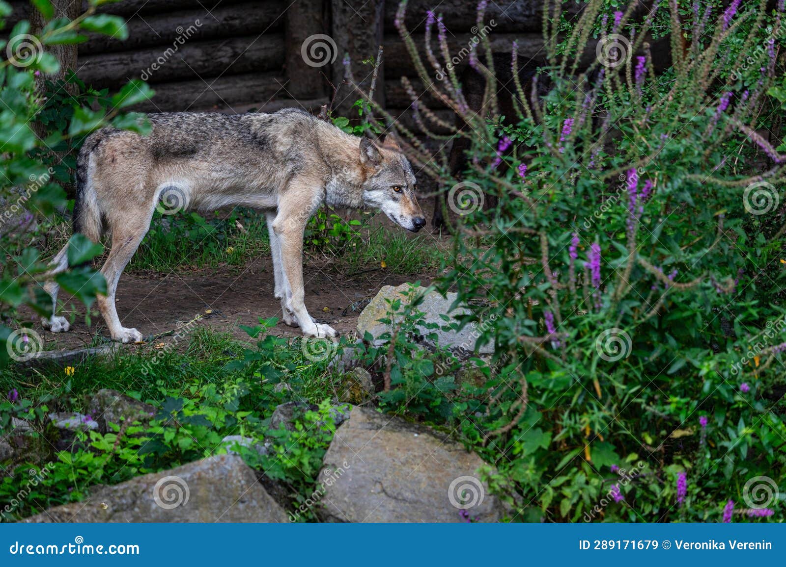 Full Body of Eastern Timber Wolf Stock Image - Image of hunter, close ...