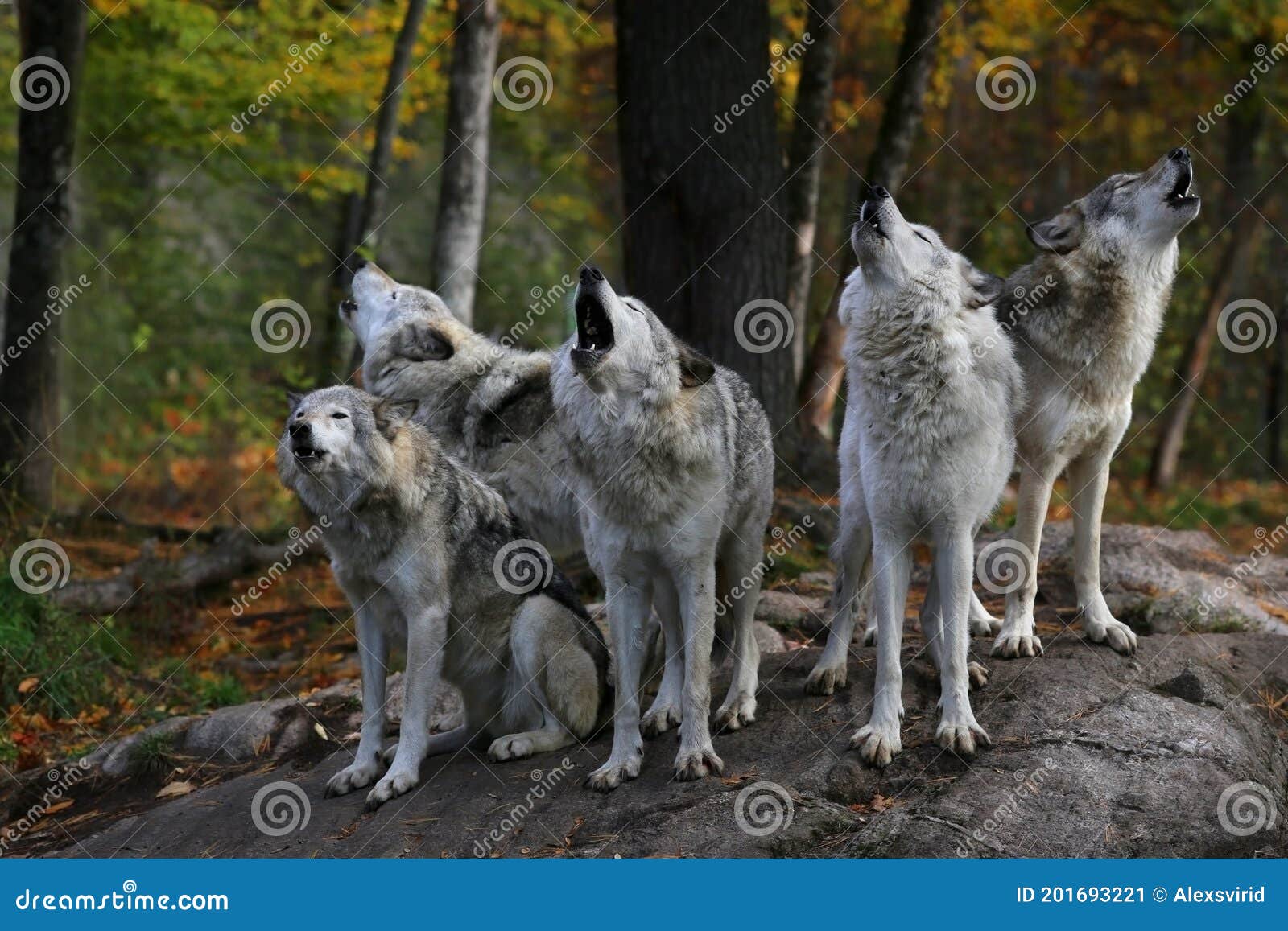 Eastern Timber Wolves Howling on a Rock. Stock Image - Image of ...