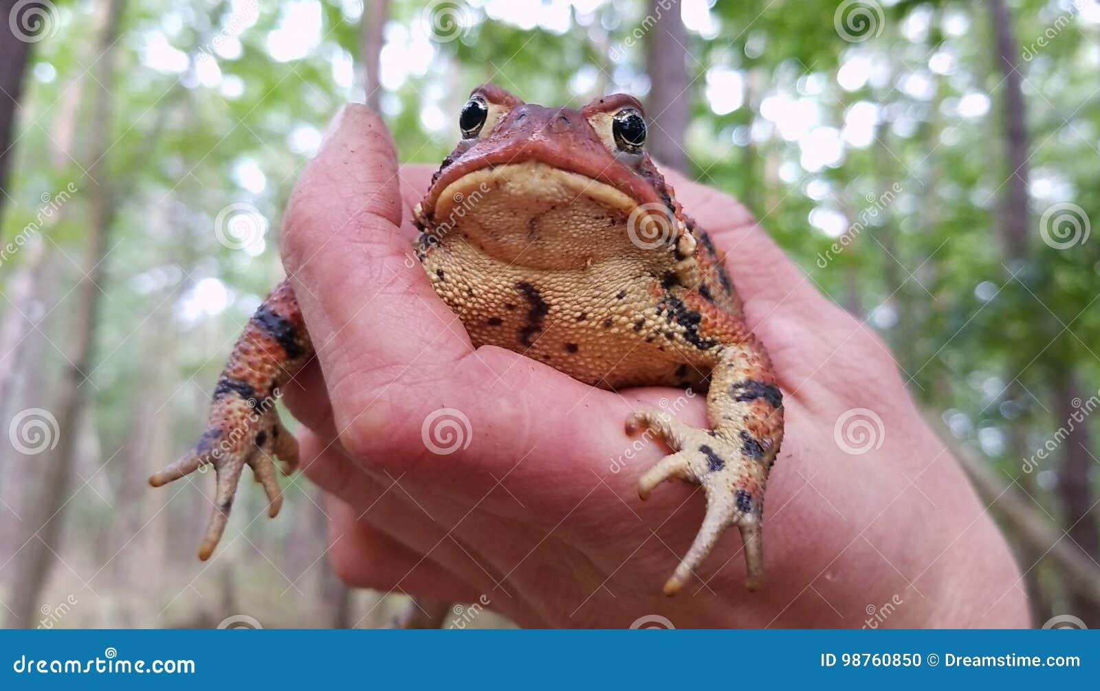 Eastern toad editorial image. Image of amphibians, forest - 98760850