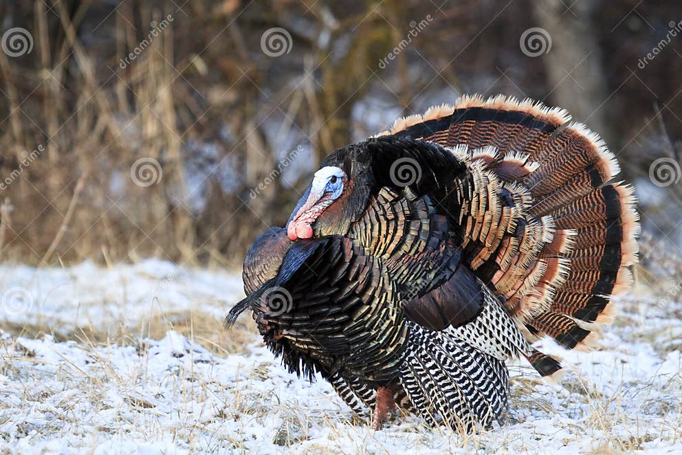 Eastern tom turkey in snow stock image. Image of turkeys - 38543379