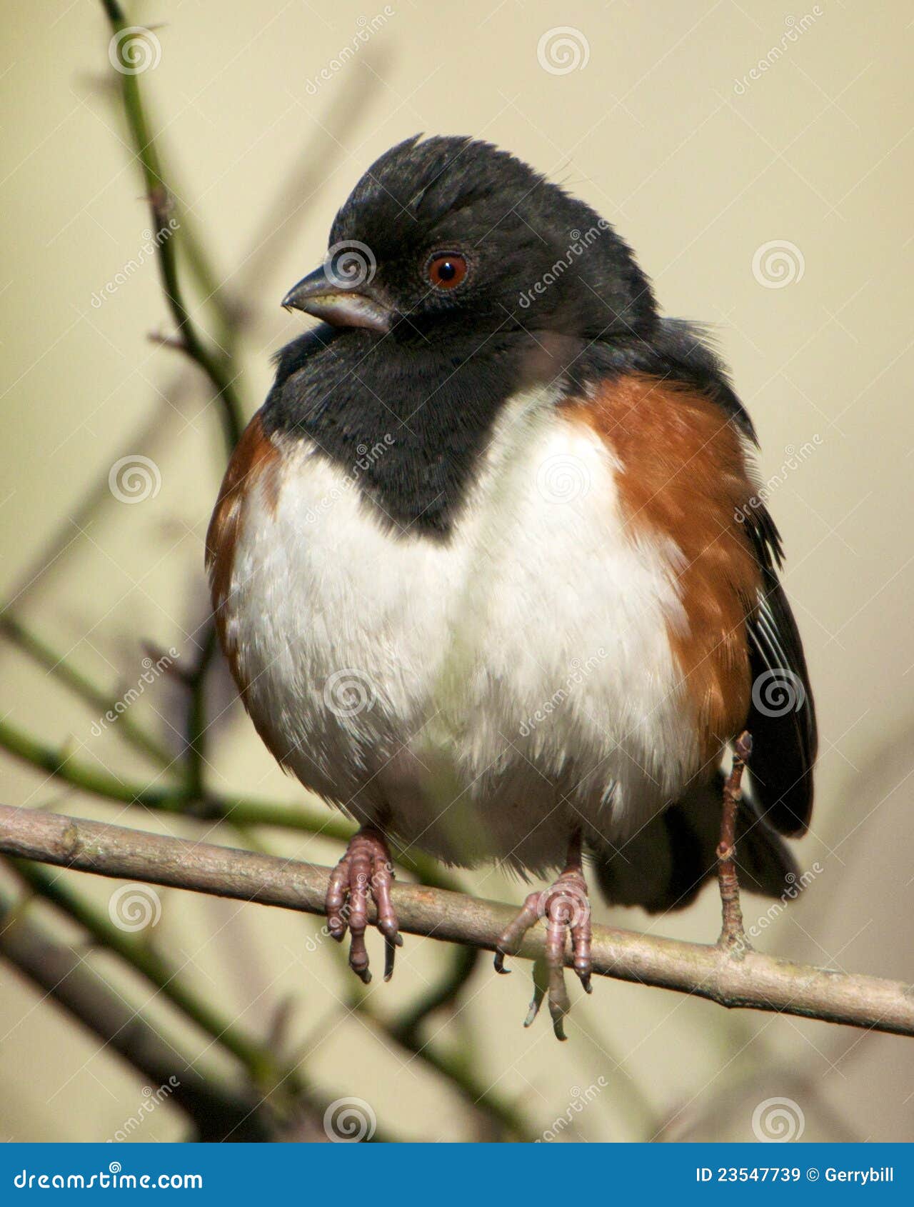 Eastern Towhee stock image. Image of towhee, wildlife - 23547739