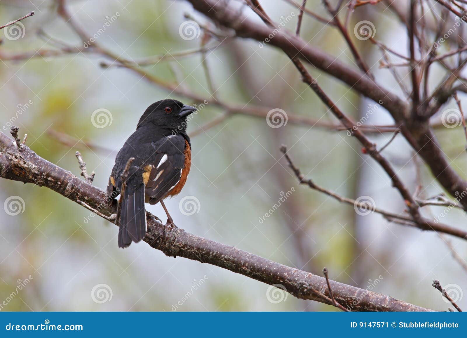 Eastern Towhee stock image. Image of brown, feathers, bird - 9147571