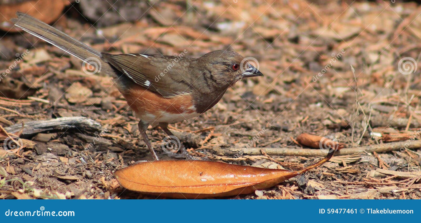 Eastern Towhee bird stock image. Image of eastern, spotted - 59477461