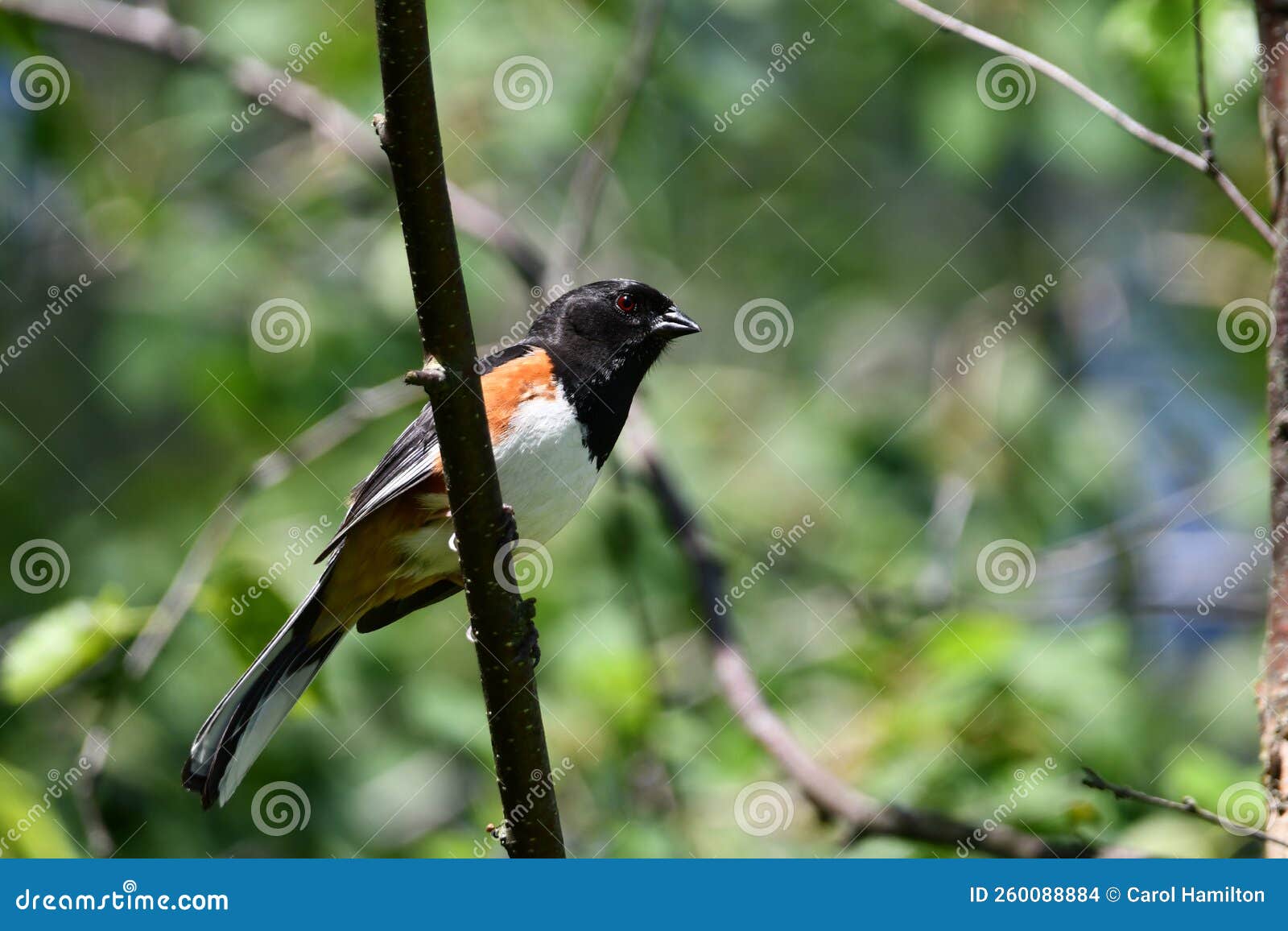 Eastern Towhee Bird Perched on a Branch Stock Photo - Image of colorful ...
