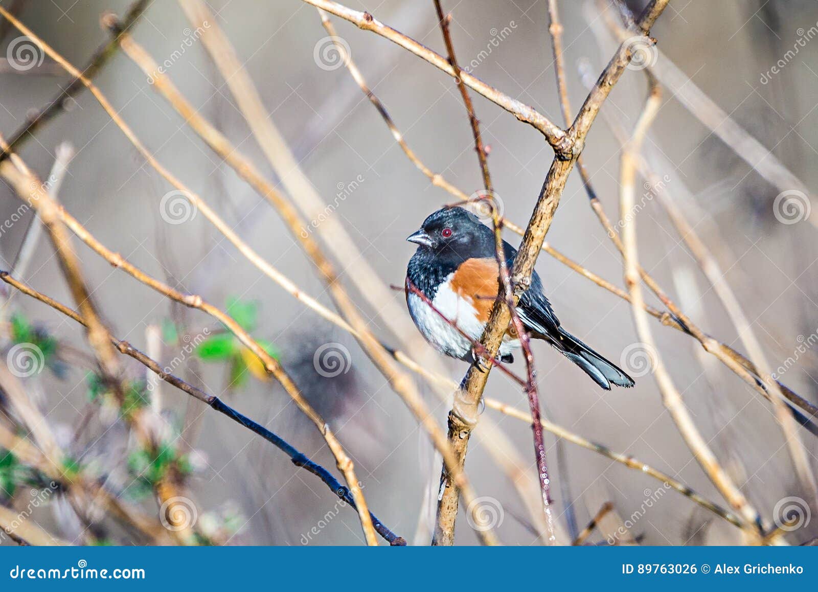 Eastern Towhee Bird Perched on a Branch Stock Photo - Image of perched ...