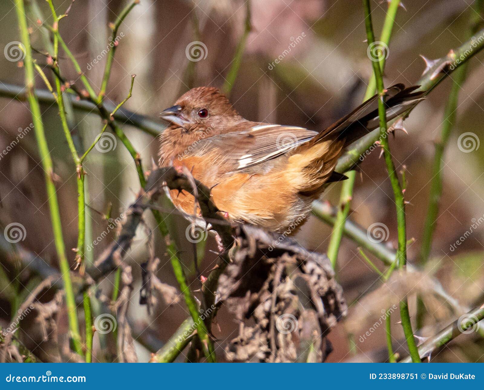 Eastern Towhee female stock image. Image of thick, brush - 233898751