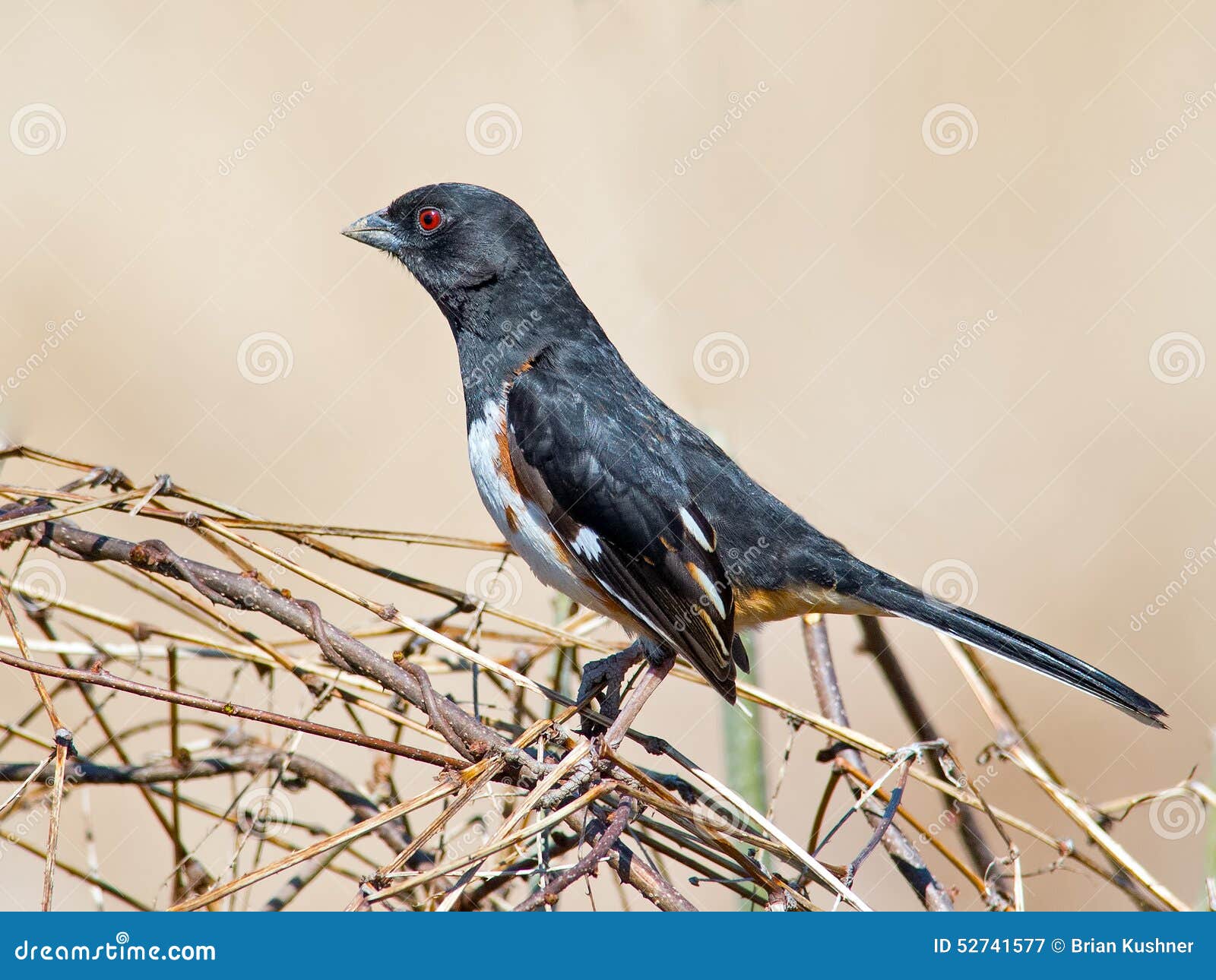 Eastern Towhee stock image. Image of towhee, eastern - 52741577