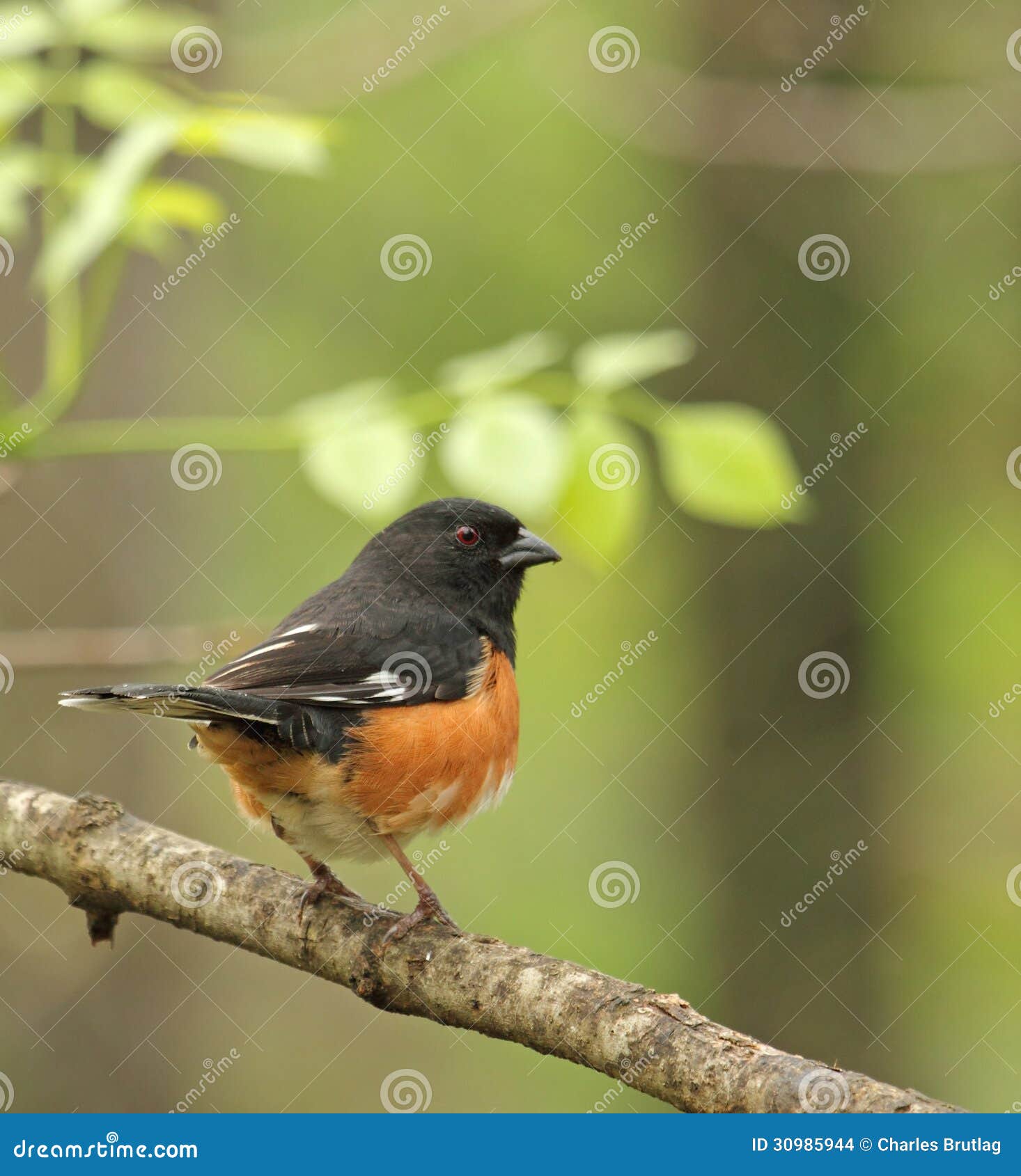Eastern Towhee, Pipilo Erythrophthalmus Stock Photo - Image of orange ...