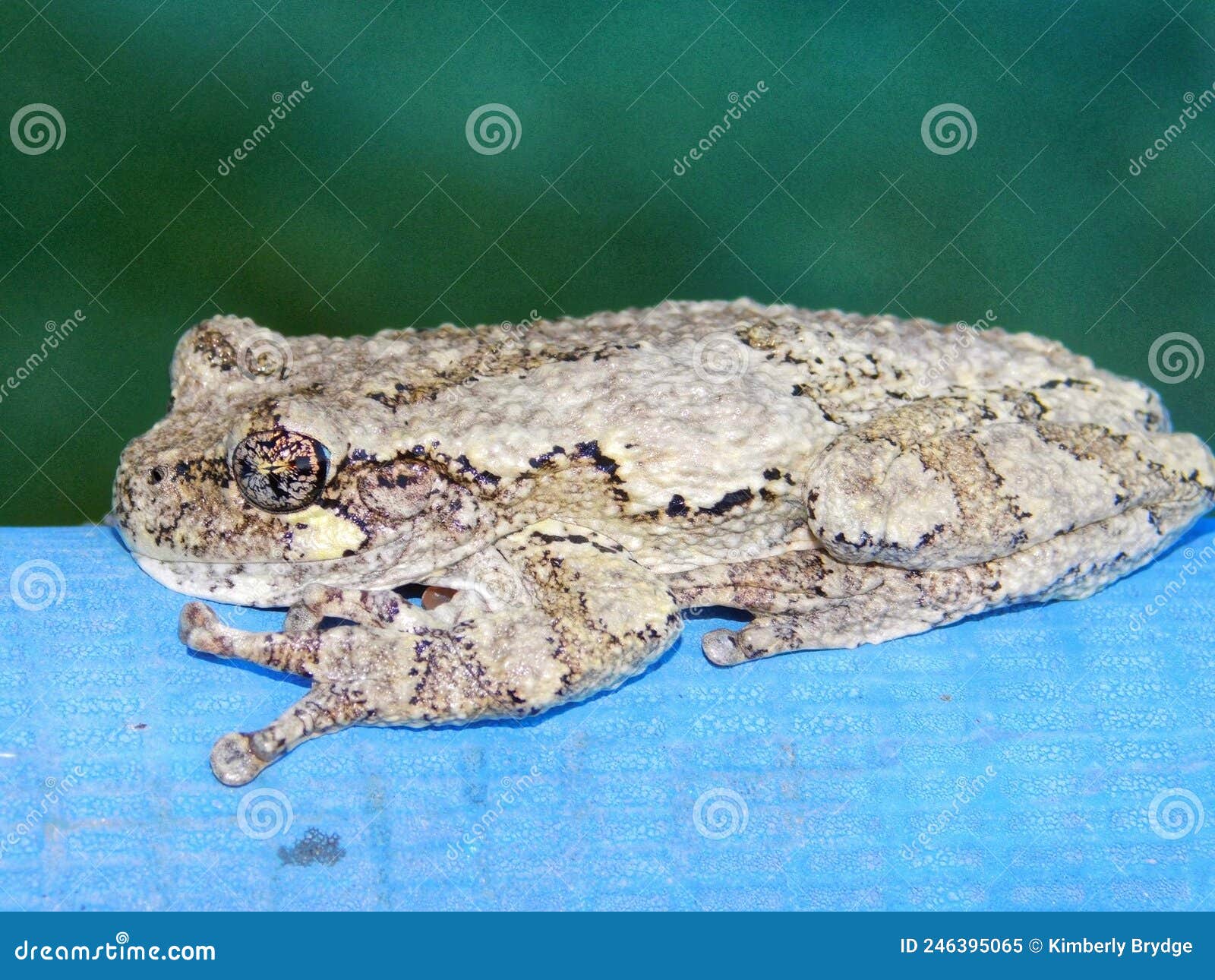 Eastern Tree Frog Nicknamed Peepers Stock Image - Image of eastern ...