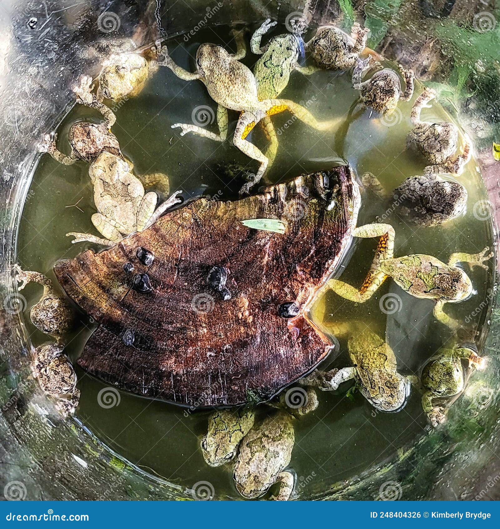 Eastern Tree Frogs Also Called Peepers Stock Photo - Image of peepers ...