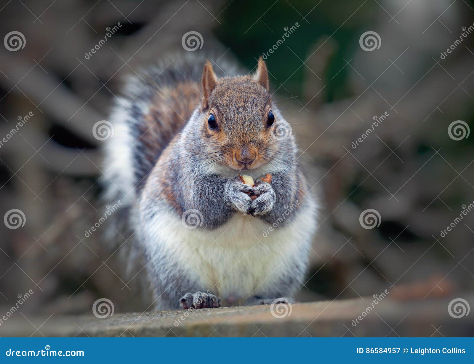 Eastern Tree Squirrel Eating Peanuts Stock Image - Image of eastern ...