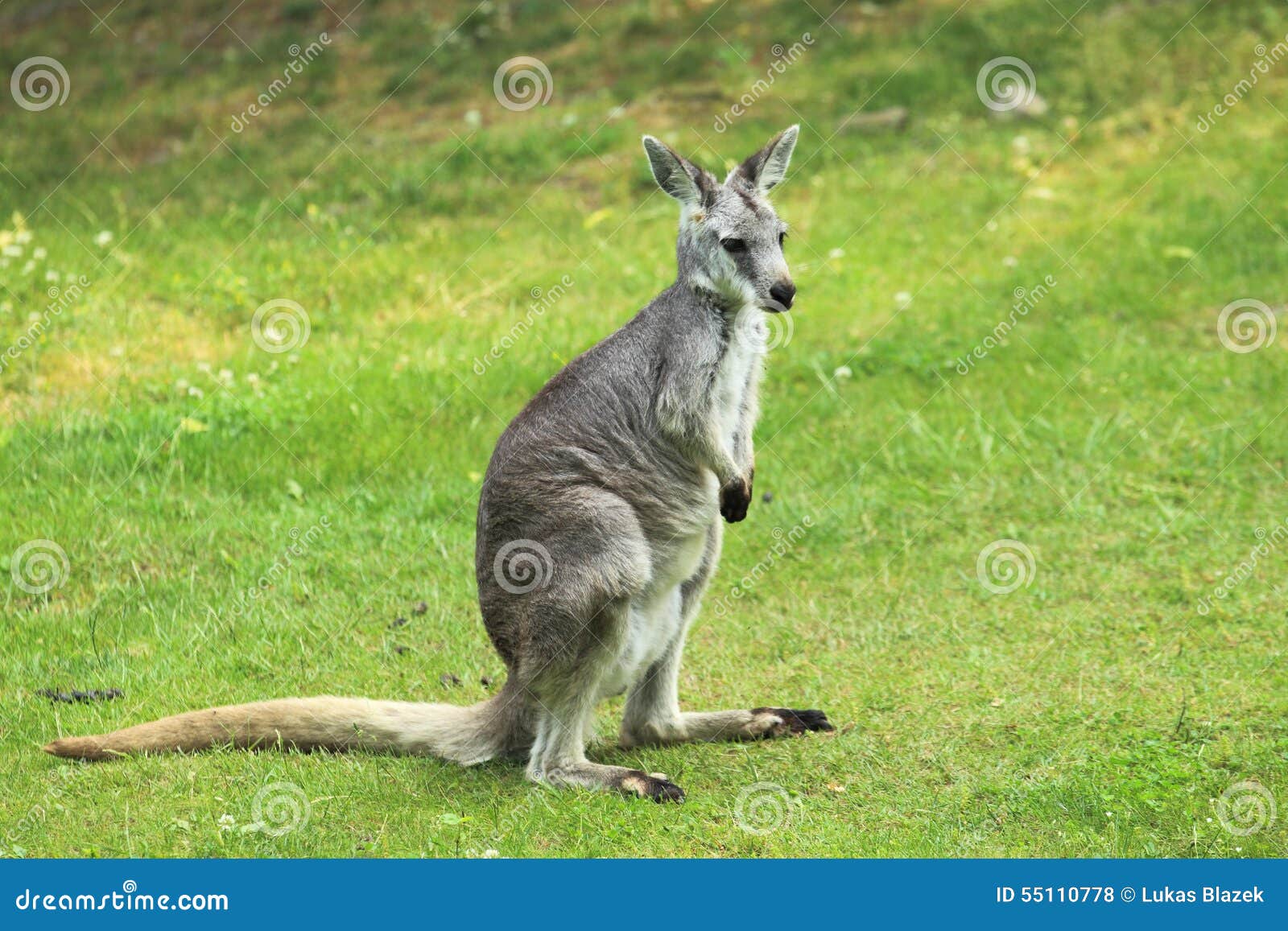 Eastern wallaroo stock photo. Image of nature, marsupial - 55110778