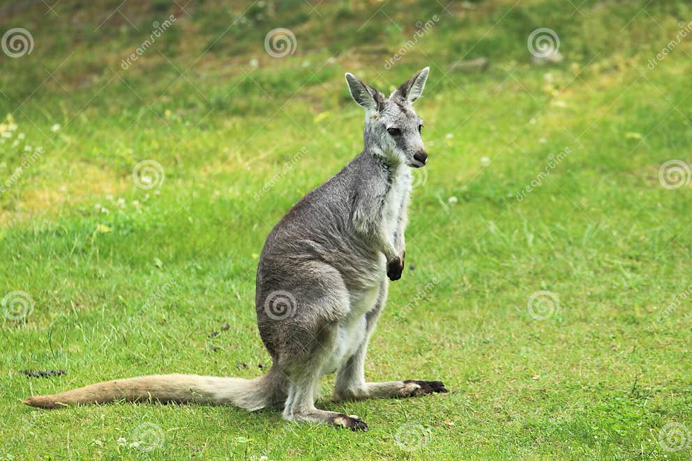 Eastern wallaroo stock photo. Image of nature, marsupial - 55110778