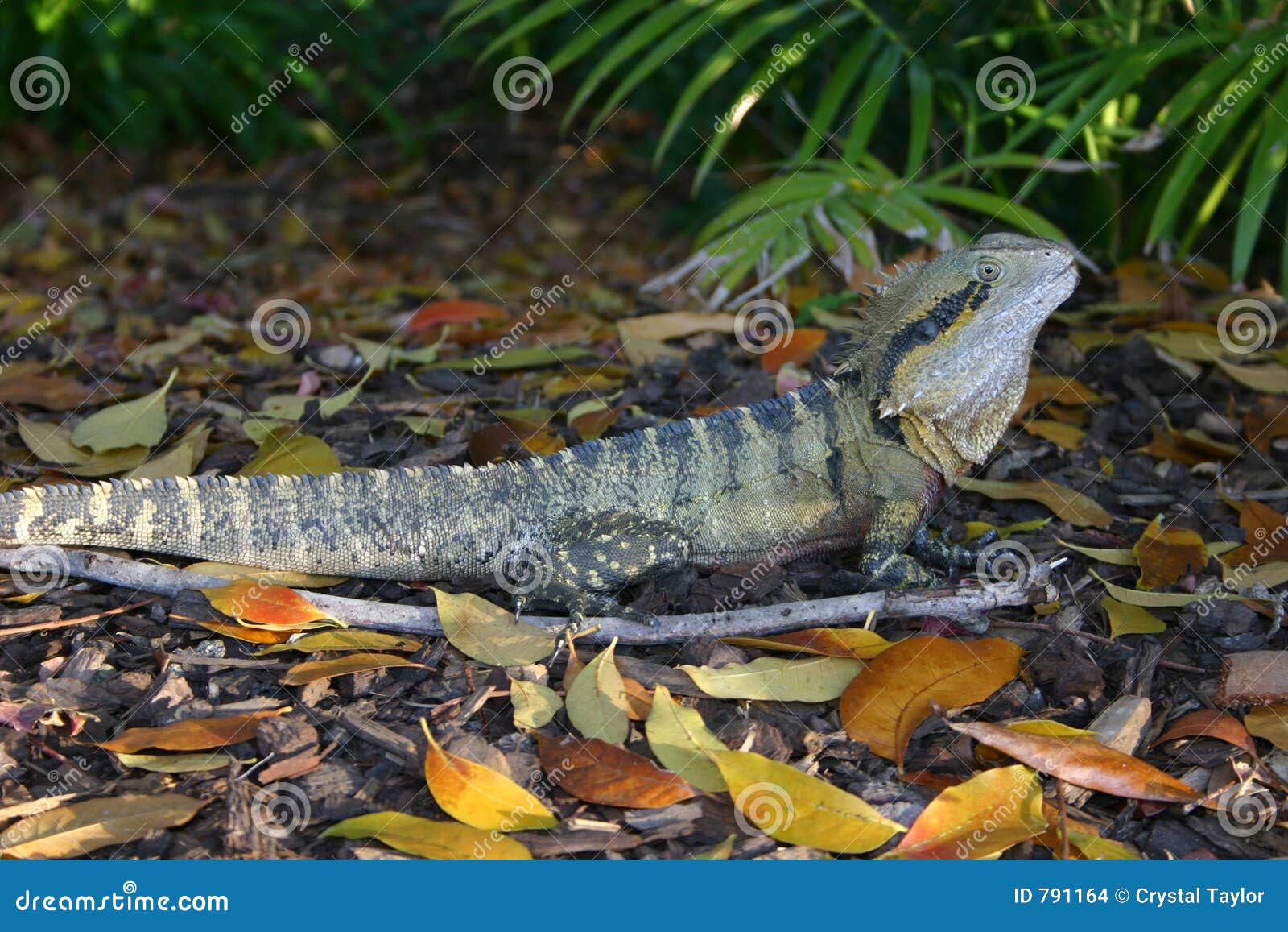EASTERN WATER DRAGON stock photo. Image of lizard, autumn - 791164