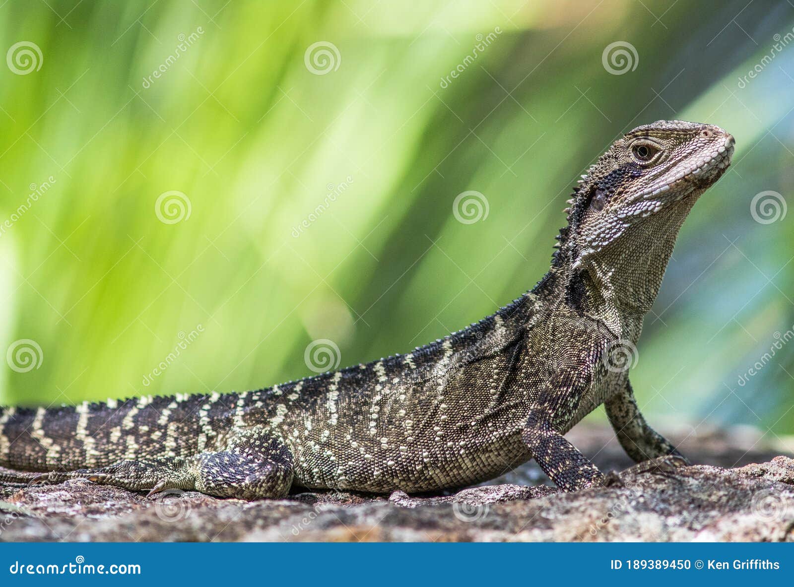 Eastern Water Dragon stock photo. Image of eastern, reptile - 189389450
