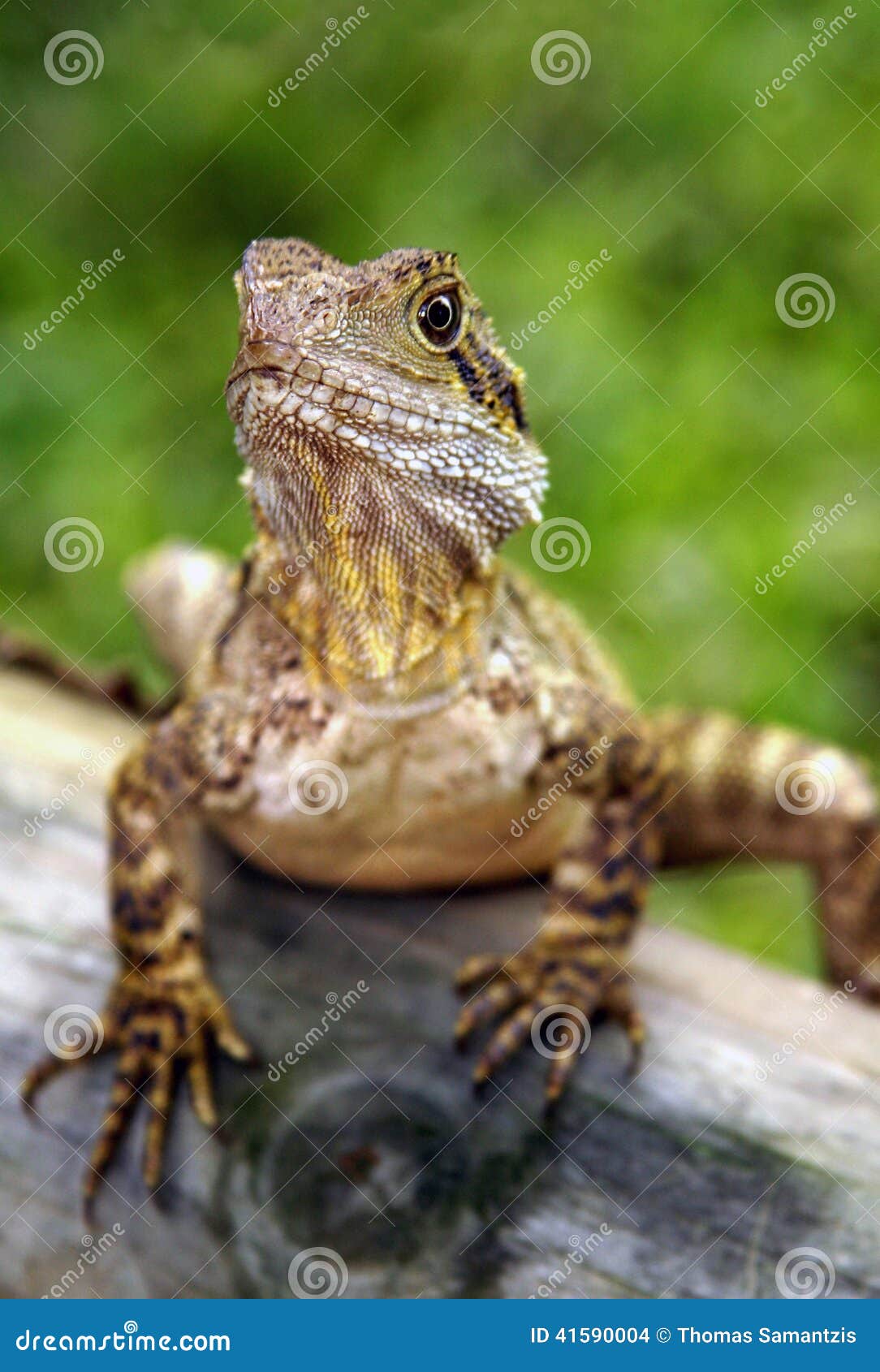 Eastern water dragon stock photo. Image of wildlife, reptiles - 41590004