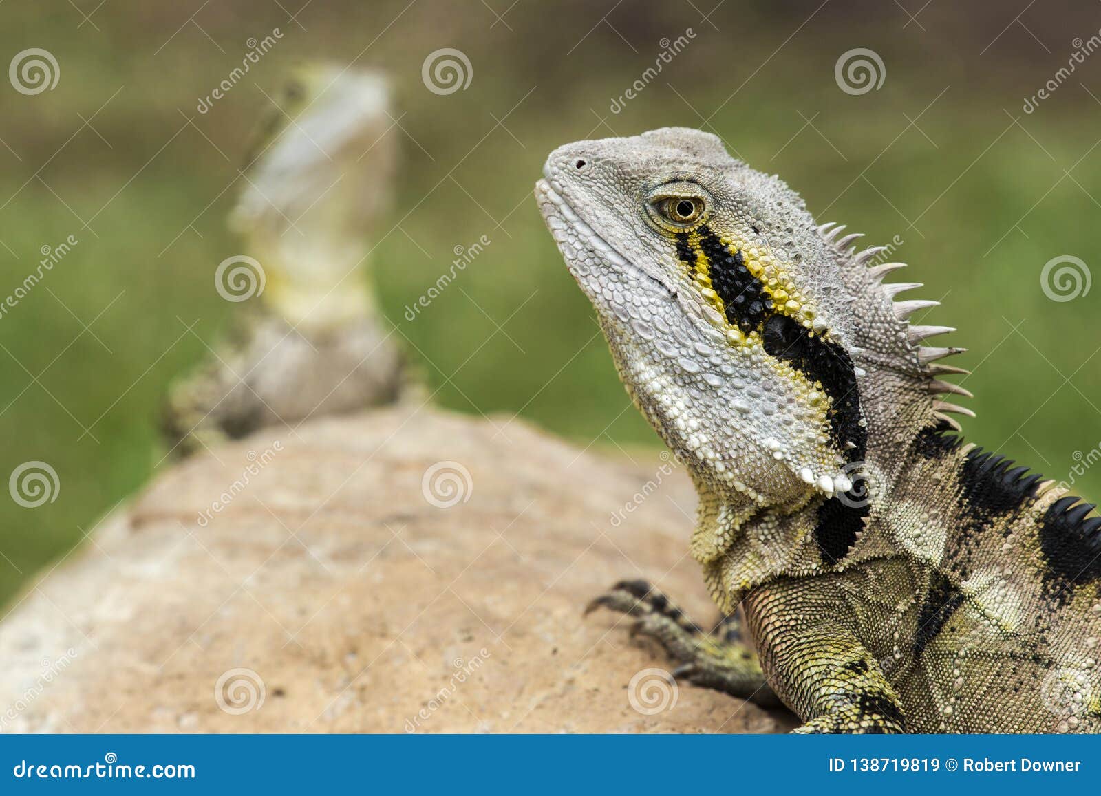 Eastern Water Dragon Lizard Stock Image - Image of dragon, animal ...