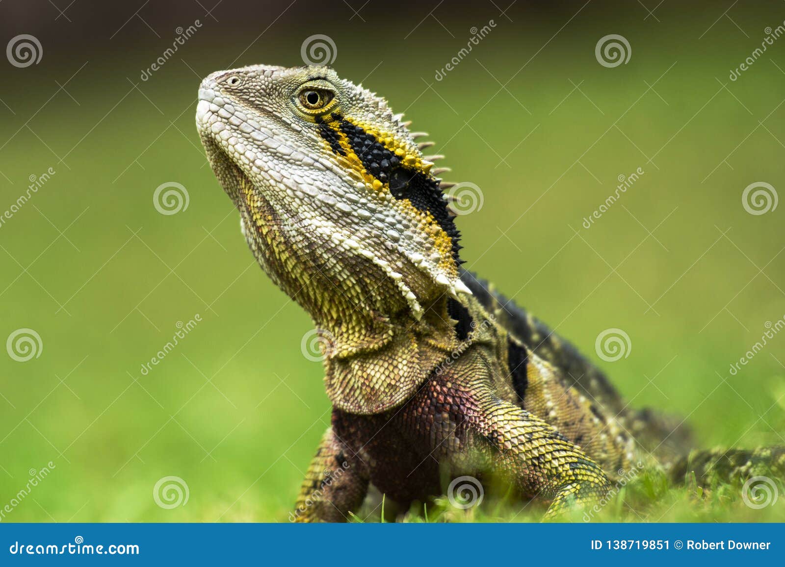 Eastern Water Dragon Lizard Stock Image - Image of scale, looking ...